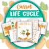 Carrot Life Cycle For Kids Worksheets - Made with HAPPY