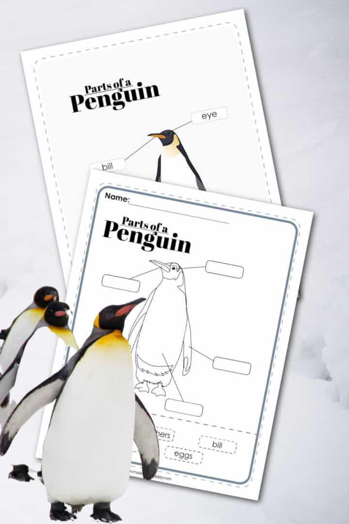 Penguin Life Cycle - Printable Penguin Activities - Made with HAPPY