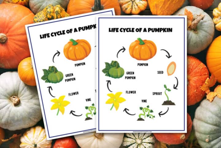 Pumpkin Facts For Kids With Printable Pumpkin Activities