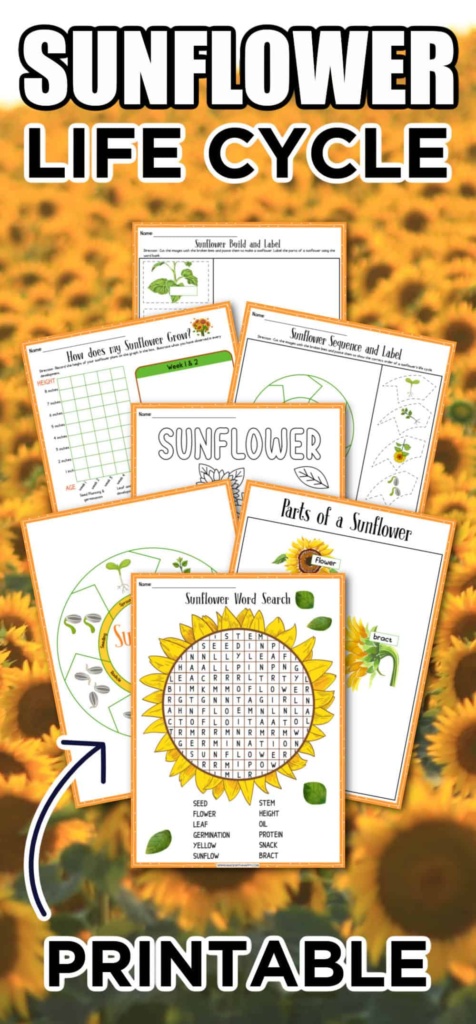 Free Printable Sunflower Life Cycle - Sunflower Lesson For Kids