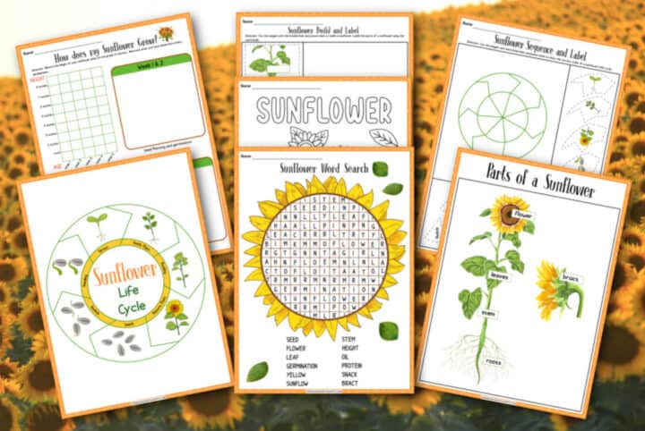 Free Printable Sunflower Life Cycle - Sunflower Lesson For Kids