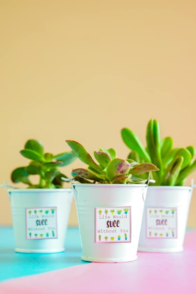 Valentines Day Succulent Printables - Made with HAPPY
