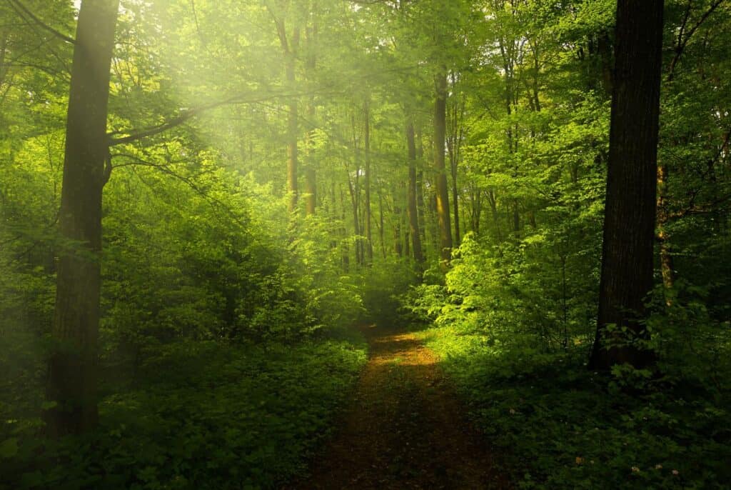 50+ Fun Facts About The Color Green - Made with HAPPY