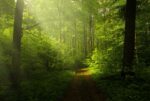 50+ Fun Facts About The Color Green - Made with HAPPY