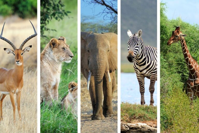 101+ Free Printable Animal Charades Game - Made with HAPPY
