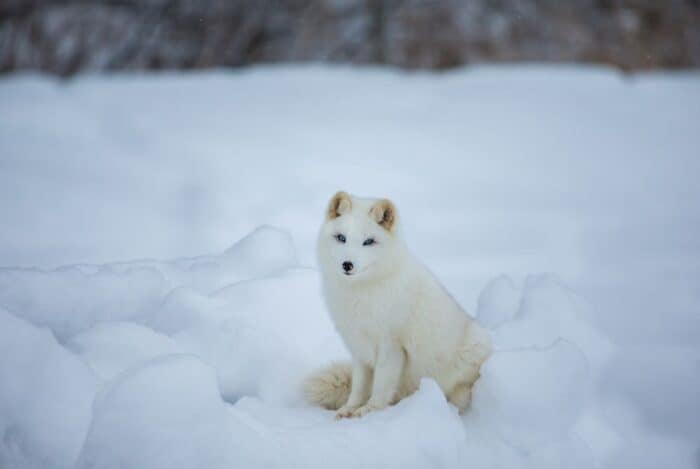 75+ Fun Facts About Winter - Made with HAPPY