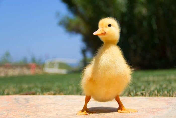 Facts About Spring - Made with HAPPY