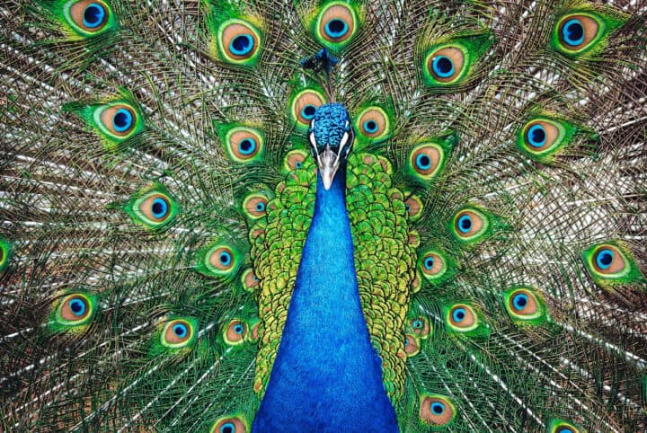 Fun Facts About The Color Blue - Made with HAPPY