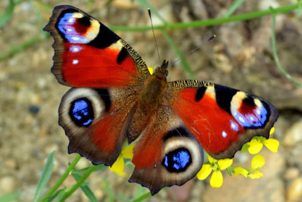 50+ Fun Butterfly Facts For Kids - Made with HAPPY