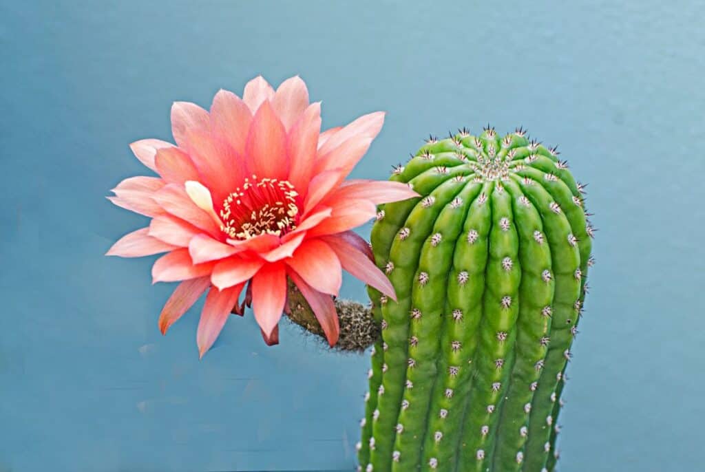 How To Draw a Cactus Step-By-Step Tutorial - Made with HAPPY
