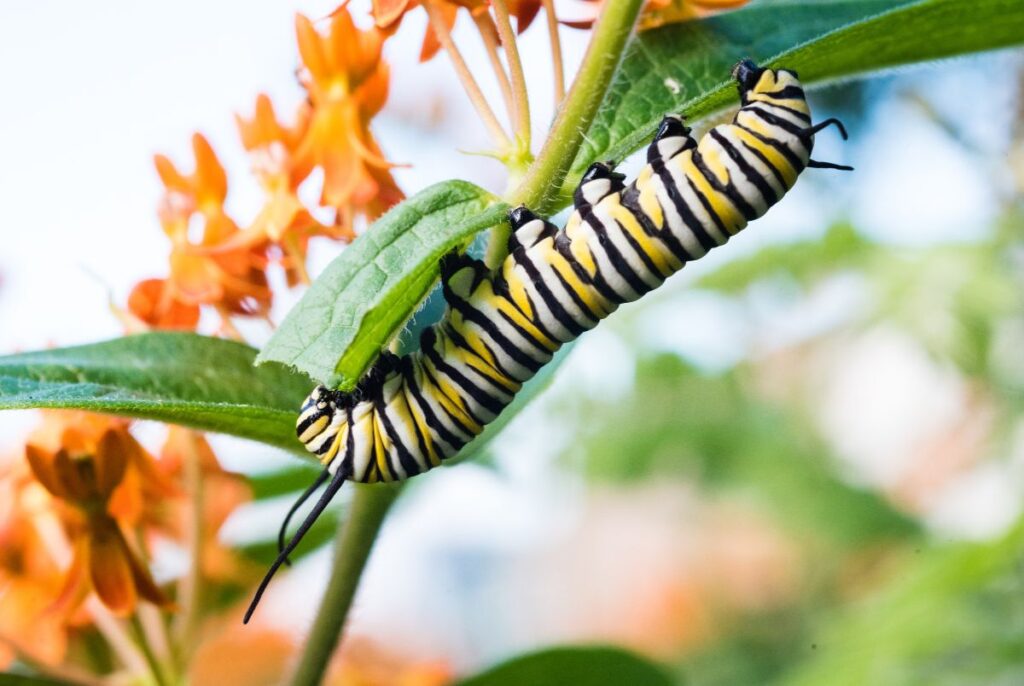 50+ Fun Butterfly Facts For Kids - Made with HAPPY