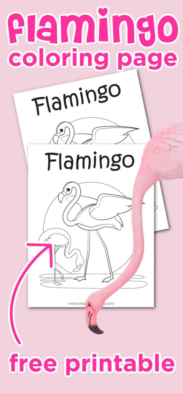 Flamingo Coloring Pages - Made with HAPPY