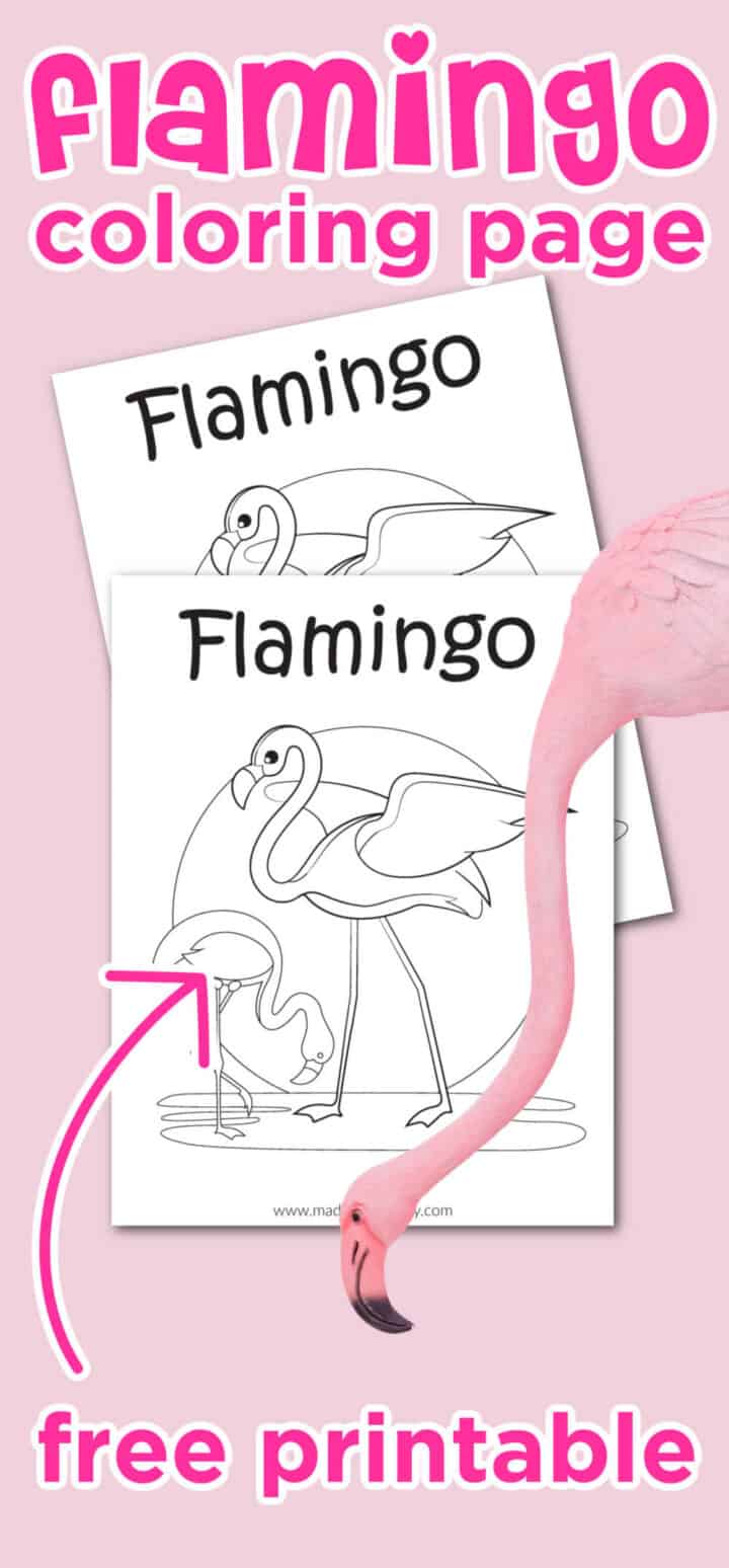 Flamingo Coloring Pages - Made with HAPPY