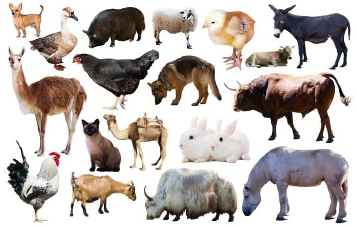 101+ Fun Animal Facts For Kids - Made with HAPPY