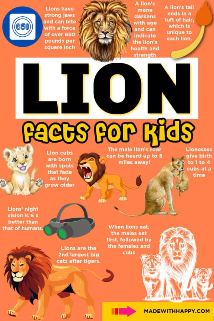 Lion Facts For Kids - Made with HAPPY
