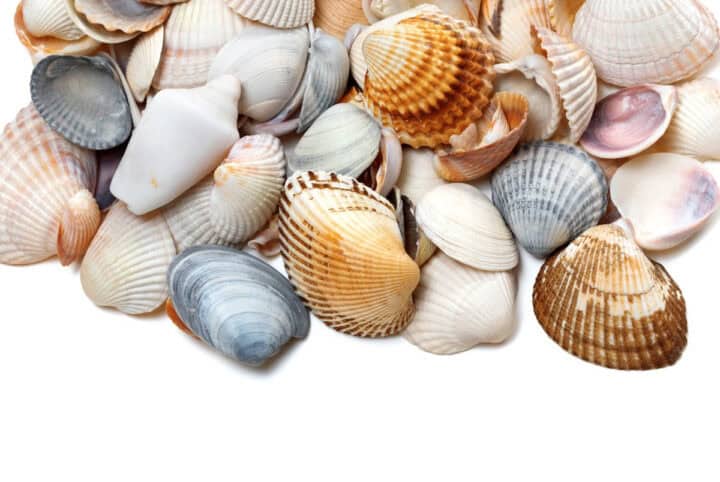 How To Draw a Shell - Easy Step-by-Step Tutorial - Made with HAPPY