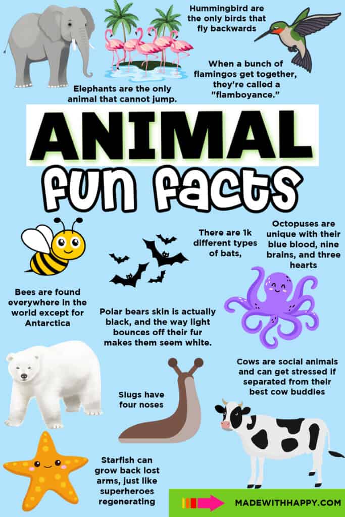 101+ Fun Animal Facts For Kids - Made with HAPPY
