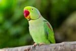 50+ Fun Facts About The Color Green - Made with HAPPY
