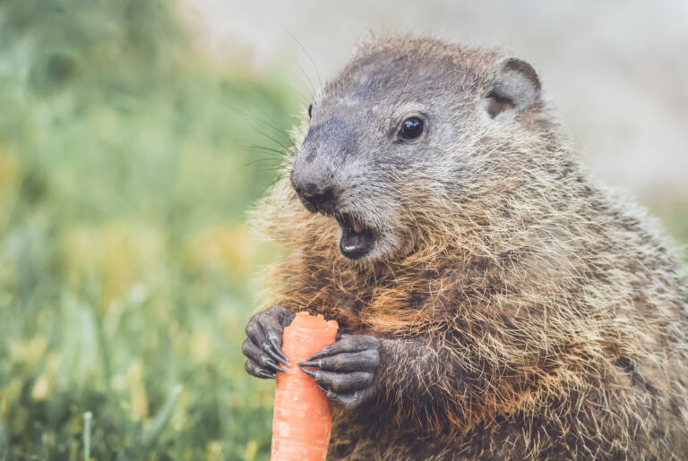 27+ Fun Groundhog Day Facts For Kids - Made with HAPPY