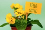 Facts About Spring - Made with HAPPY