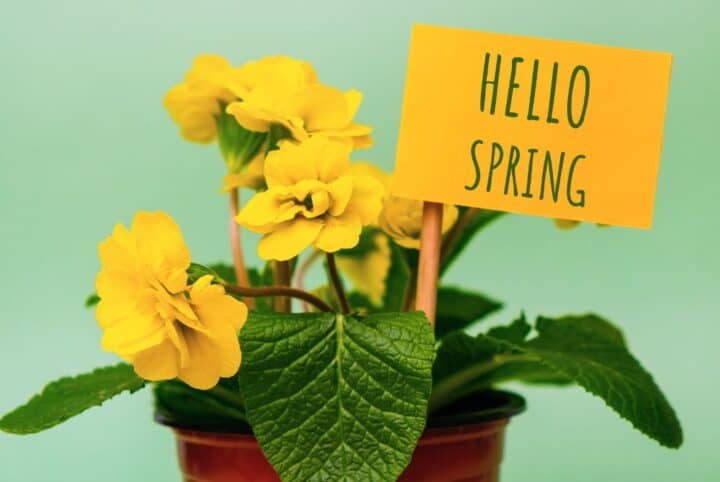 Facts About Spring - Made with HAPPY