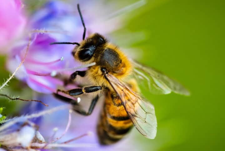 How to Draw a Bee Easy Step By Step - Made with HAPPY