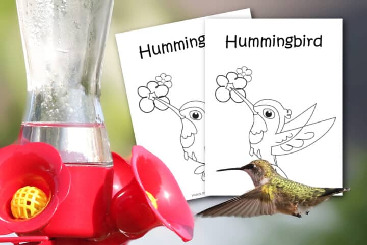 Free Printable Hummingbird Coloring Page For Kids - Made with HAPPY