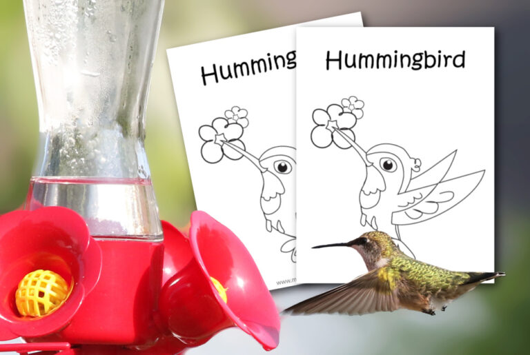 Free Printable Hummingbird Coloring Page For Kids - Made with HAPPY