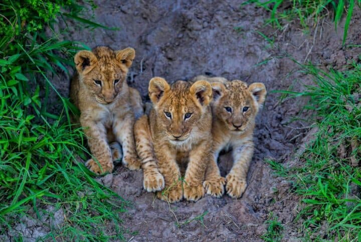 Lion Facts For Kids - Made with HAPPY