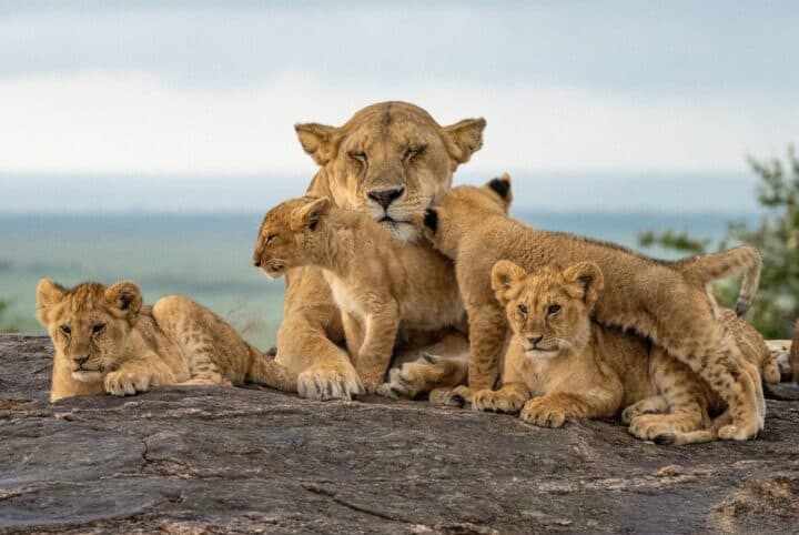 Lion Facts For Kids - Made with HAPPY