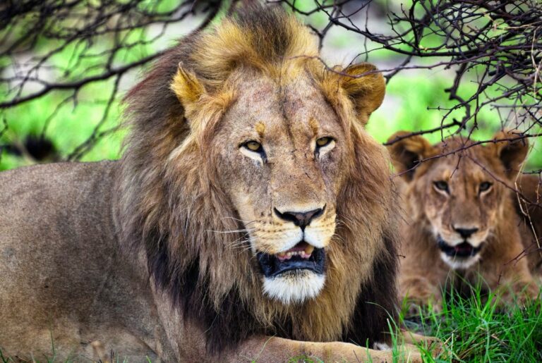 Lion Facts For Kids - Made with HAPPY