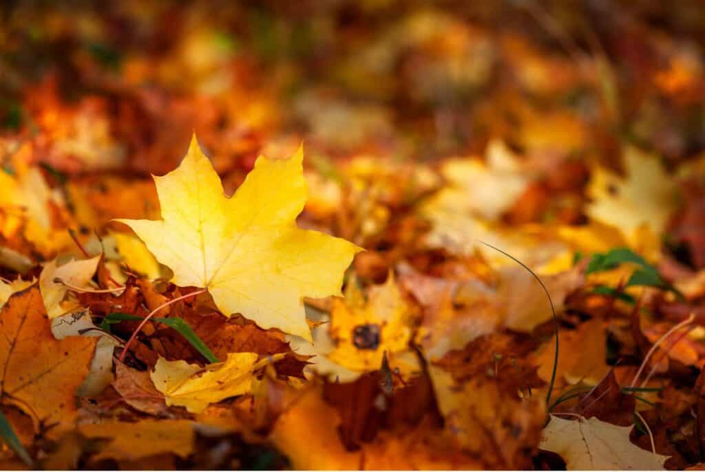 Easy Origami Maple Leaf Craft - Made with HAPPY