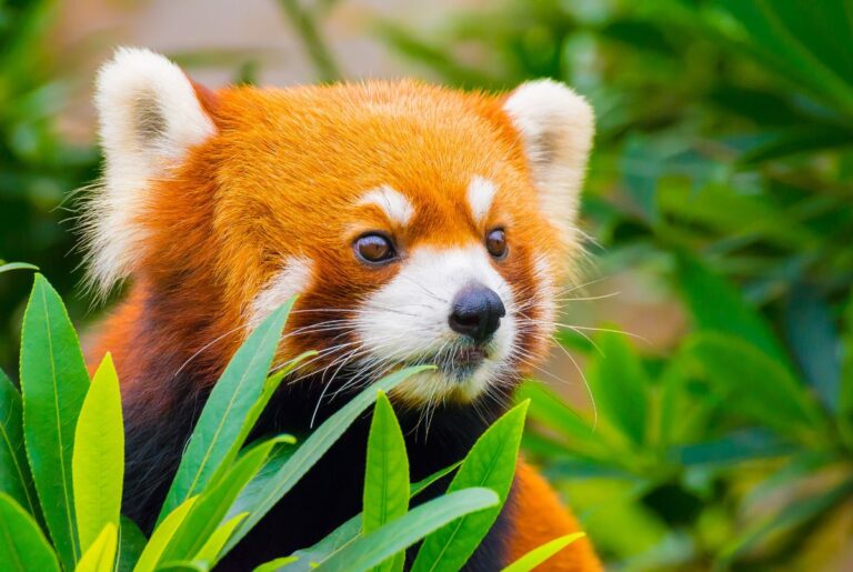 50+ Fun Facts About The Color Red - Made with HAPPY
