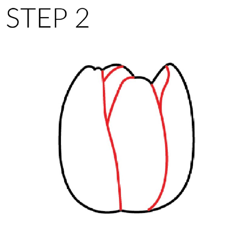 How To Draw a Tulip Easy Step-By-Step Tutorial - Made with HAPPY