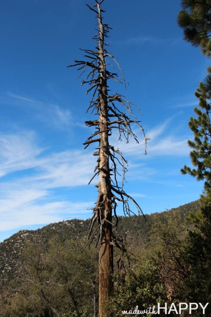 Idyllwild Weekend Getaway - Family and Pet Friendly