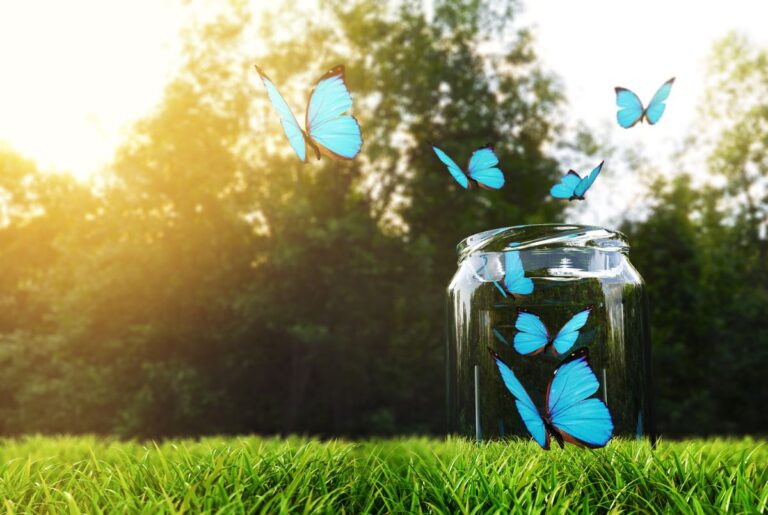 50+ Fun Butterfly Facts For Kids - Made with HAPPY